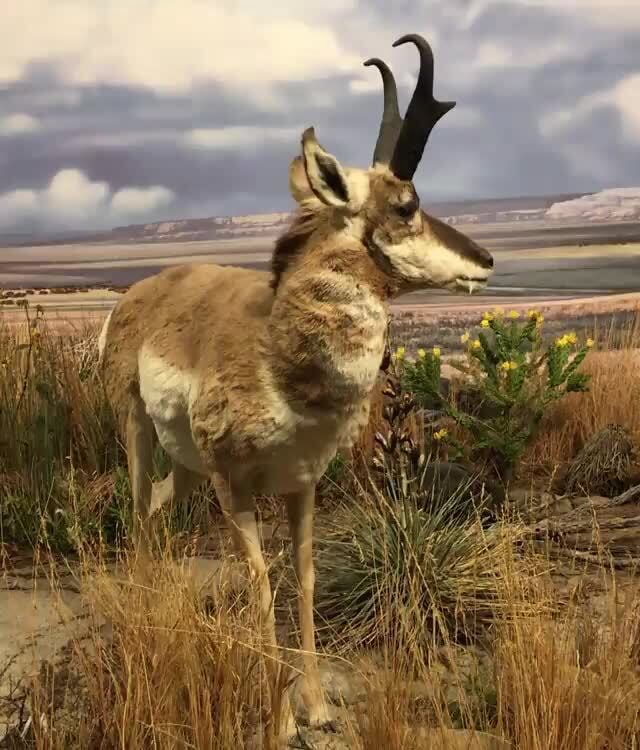 Fossil Friday Profiles #45: Pronghorn - iFunny
