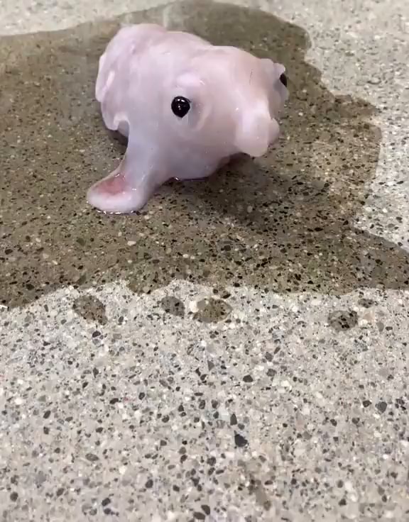 Pink endangered slug looking creature. - iFunny