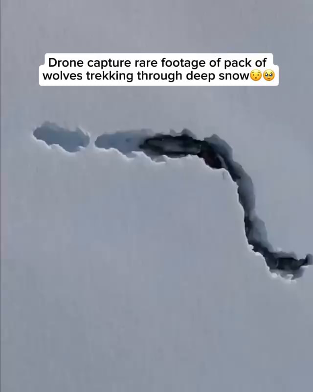 Drone capture rare footage of pack of wolves trekking through deep snow ...