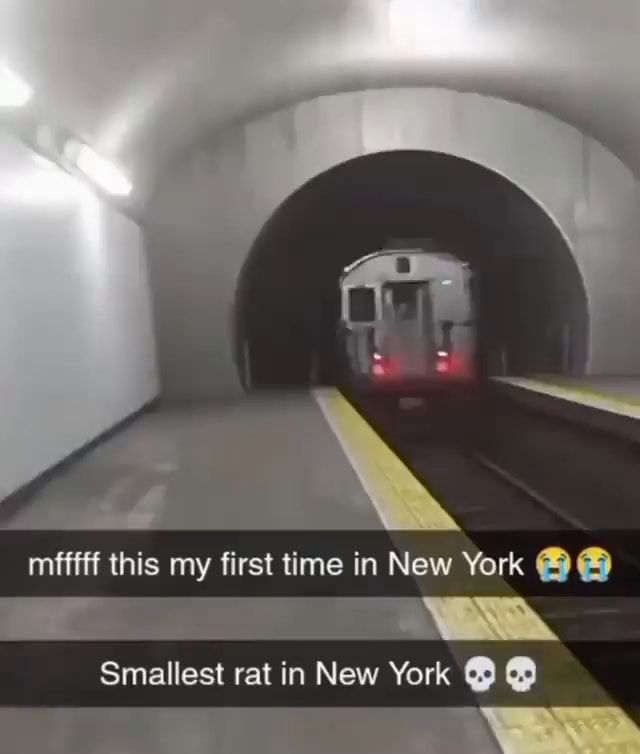 Mfffff this my first time in New York ON Smallest rat in New York - iFunny