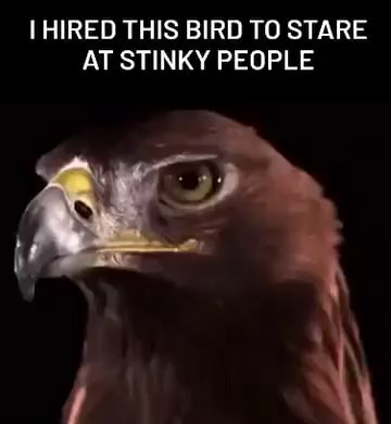 HIRED THIS BIRD TO STARE AT STINKY PEOPLE - iFunny