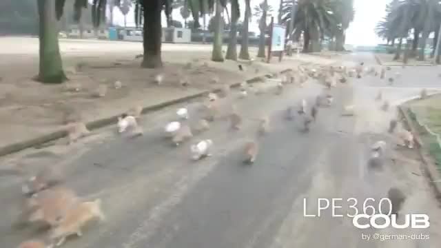 Rabbit Stampede (Original) - Woman Chased By Hundreds of Rabbits ...