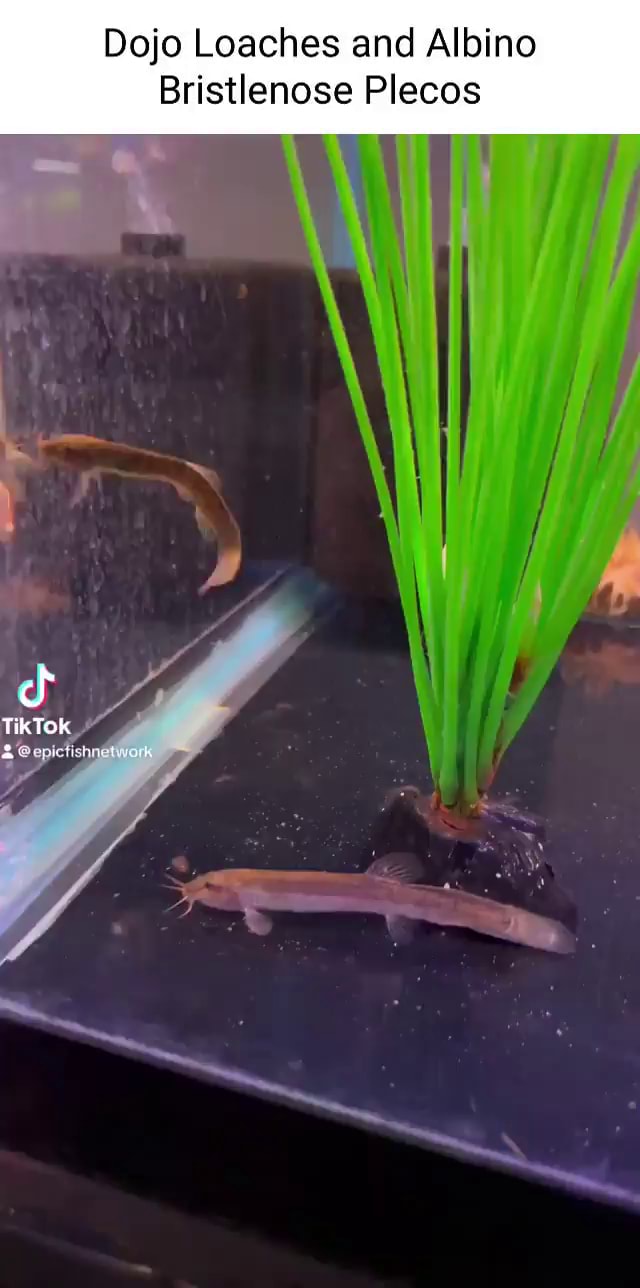 Dojo Loaches and Albino of Tik Tok - iFunny