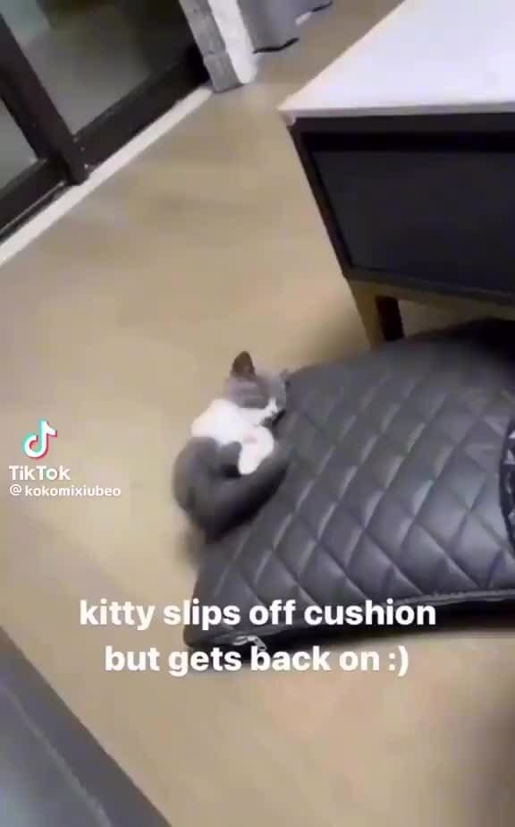 \\We TikTok kitty slips off cushion but gets back on:) - iFunny