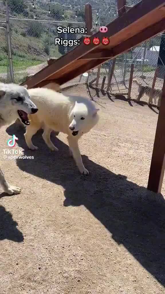 Selena: Riggs: TikTOK - iFunny