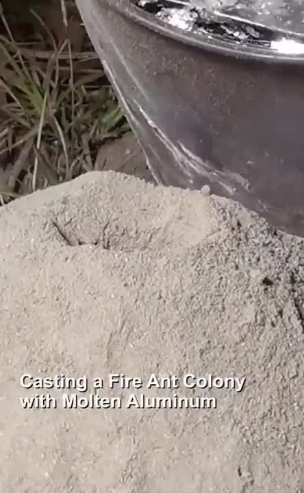 Casting a Fire Ant Colony with Molten Aluminum - iFunny