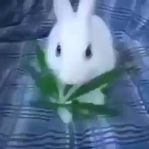 Rabbit eats weed gets high beats up man - iFunny