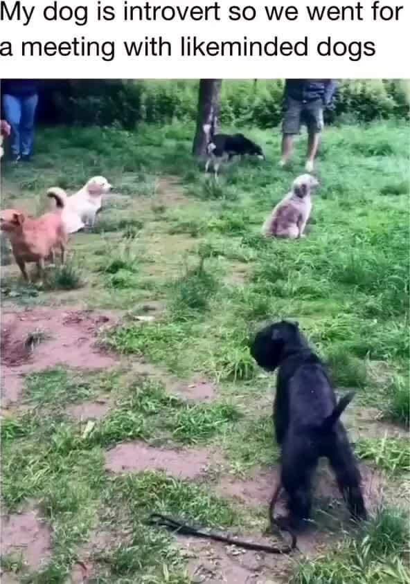 My dog is introvert so we went for a meeting with likeminded dogs - iFunny