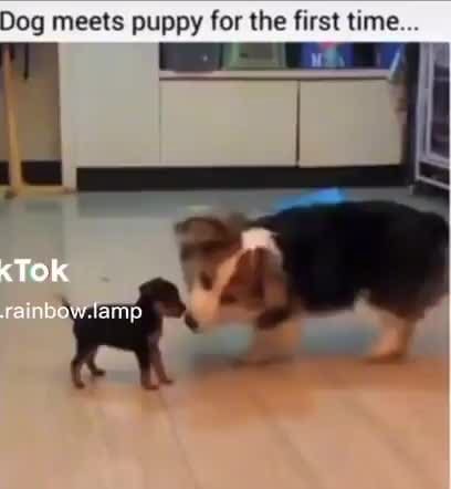 Dog meets puppy for the first time. I I - iFunny