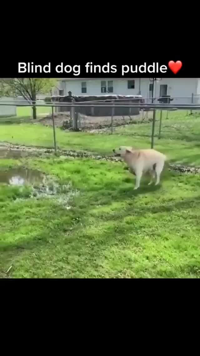 Blind dog finds puddle Lo as re - iFunny