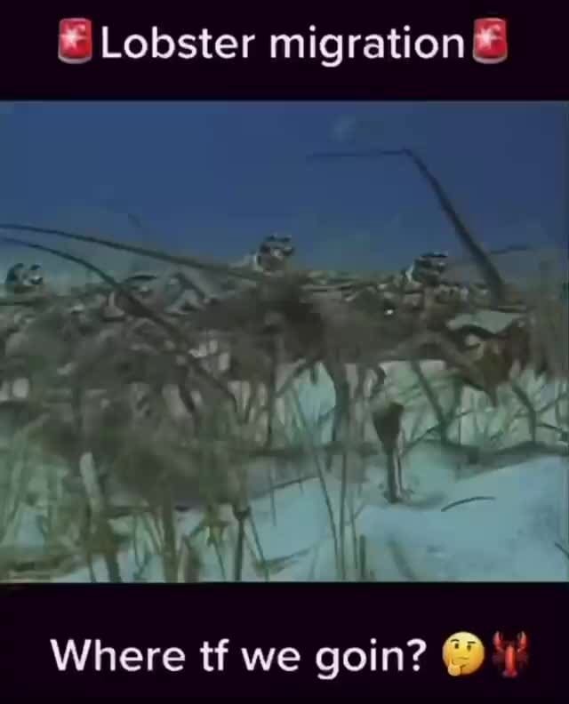 Lobster migration Where tf we goin? - iFunny