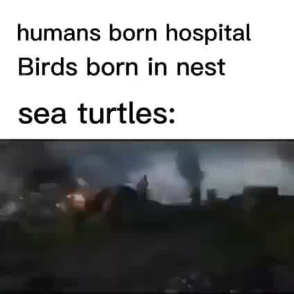 Humans born hospital Birds born in nest sea turtles: - iFunny