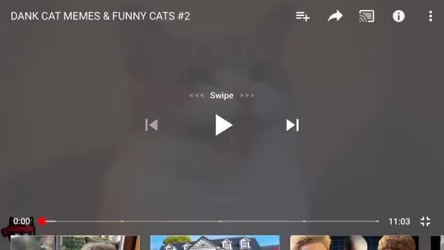 DANK CAT MEMES & FUNNV CATS #2 - iFunny