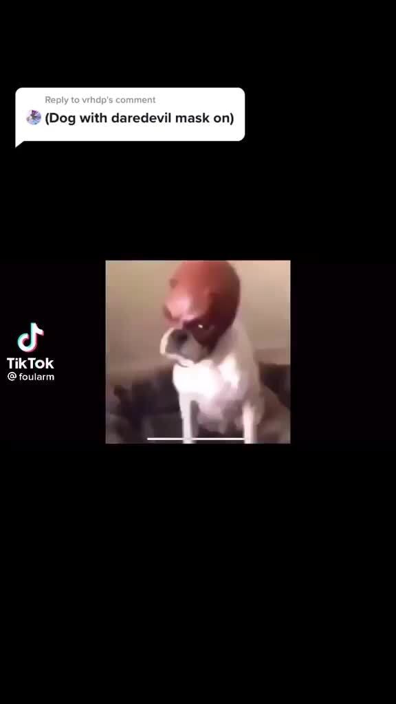 @ (Dog with daredevil mask on) cf TikTok foularm - iFunny