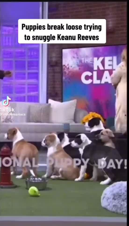 Puppies break loose trying to snuggle Keanu Reeves - iFunny