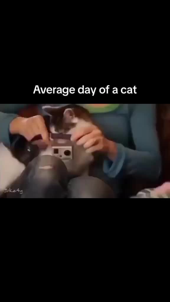 Average day of a cat - iFunny