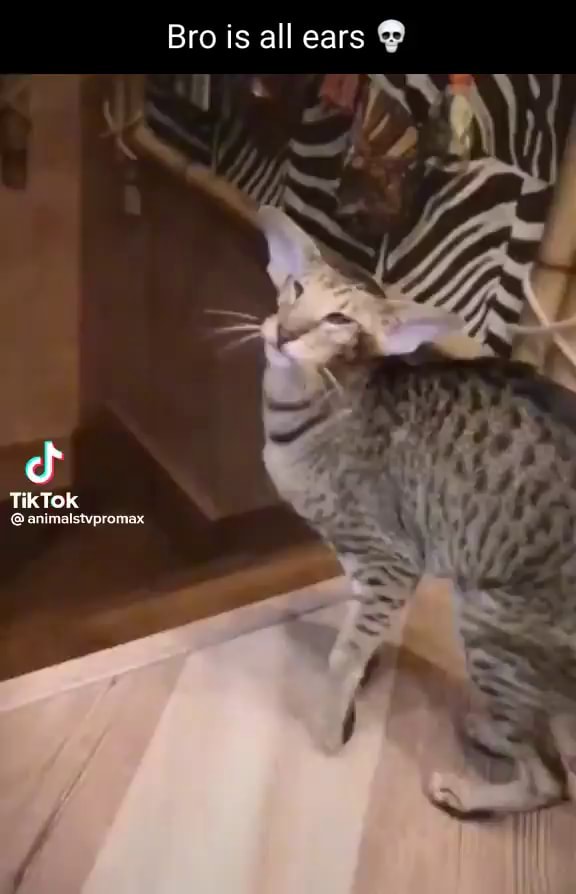 Bro is all ears TikTok - iFunny