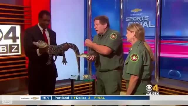 Reporters vs. Animals - iFunny