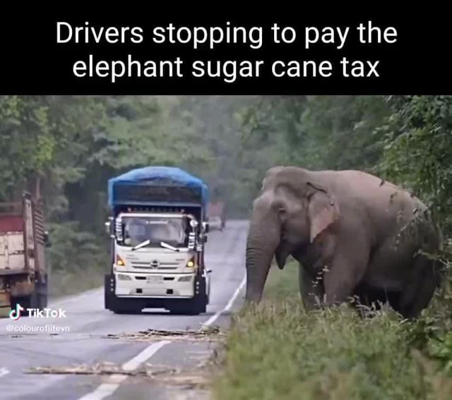 Drivers stopping to pay the elephant sugar cane tax ch TikTok - iFunny