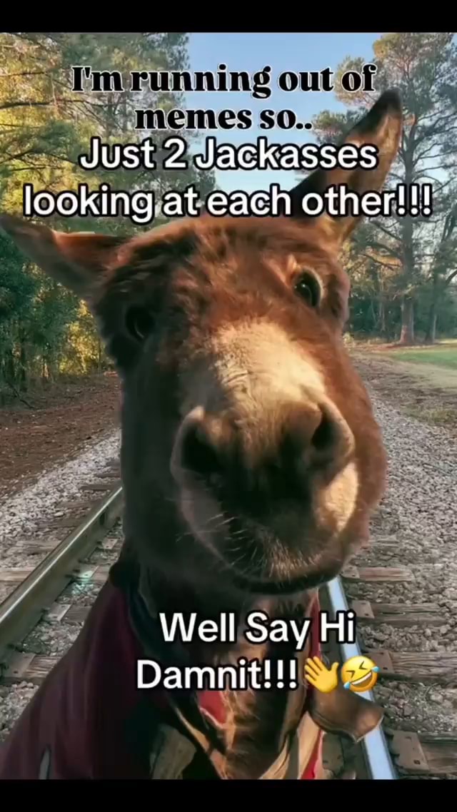 Just 2 Jackasses looking at each other!!! Well Say Hi Damnit!!! - iFunny