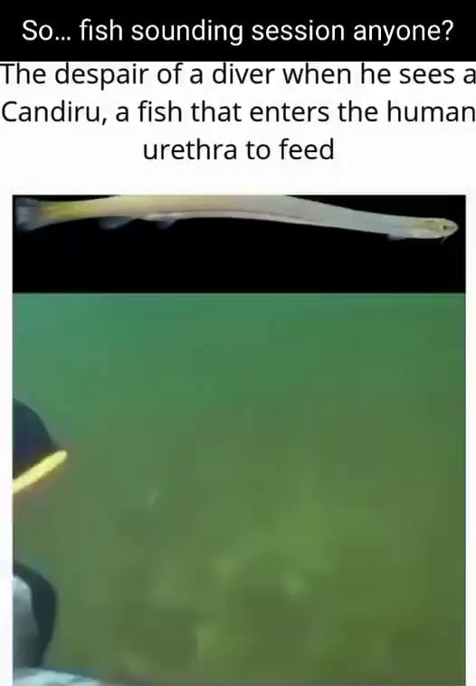 So... fish sounding session anyone? The despair of a diver when he sees ...