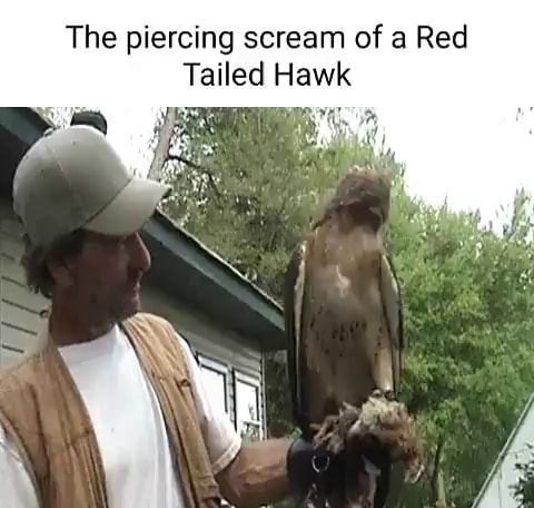 The piercing scream of a Red Tailed Hawk - iFunny