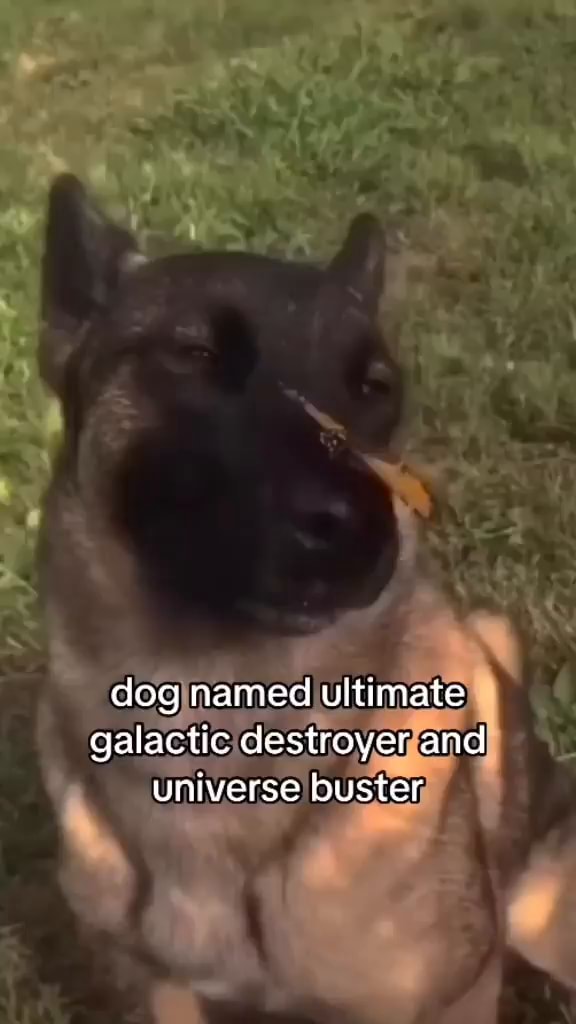 Dog named uitimate galactic destroyer and universe buster - iFunny