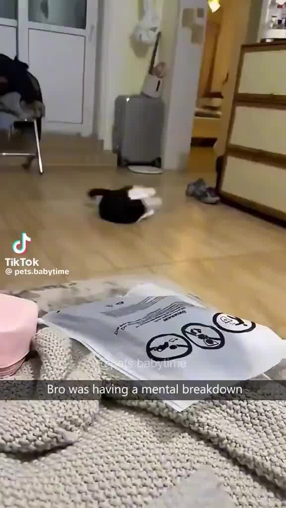 TiKTOK pets. bapytime Browas having a mental breakdown - iFunny