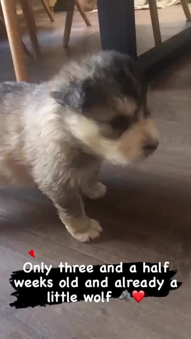 Only three and a half weeks old and already a little wolf - iFunny