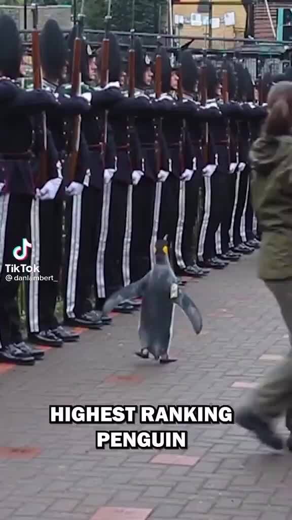 Il TikTOk HIGHEST RANKING PENGUIN - iFunny