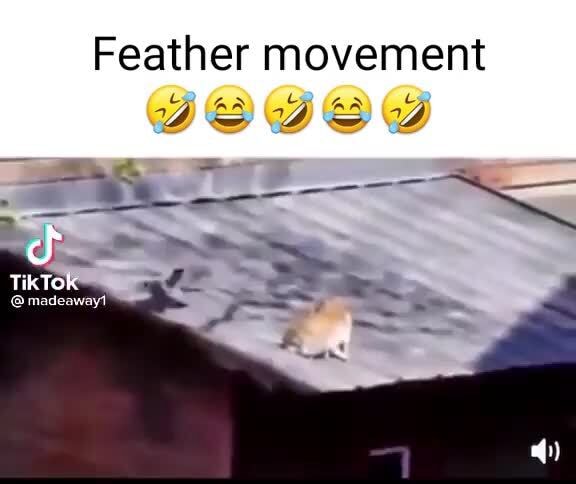 Feather movement TikTok Se yl - iFunny