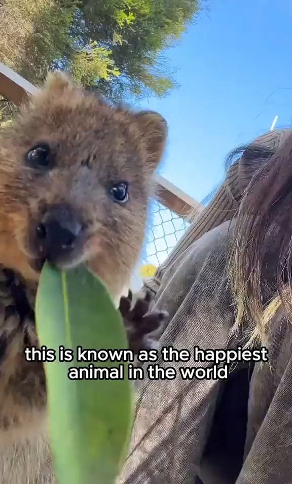 This is known as the happiest animal in the world - iFunny