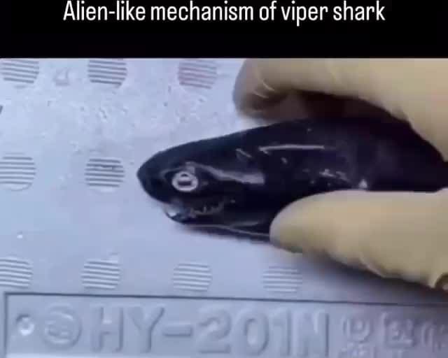 Alien-like mechanism of viper shark - iFunny