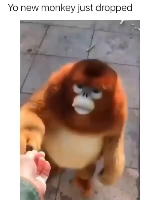 Yo new monkey just dropped - iFunny