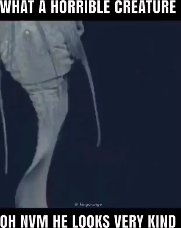 WHAT A HORRIBLE CREATURE OH NVM HE LOOKS VERY KIND - iFunny