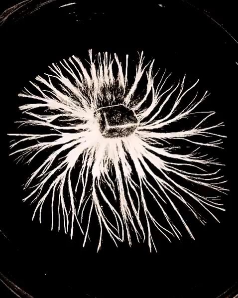 #mycelium #animation #fungi #mushrooms #health #life #love - iFunny