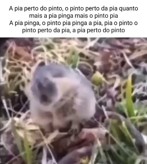 Pia perto do pinto, o pinto perto da pia quanto mais a pia pinga mais o ...