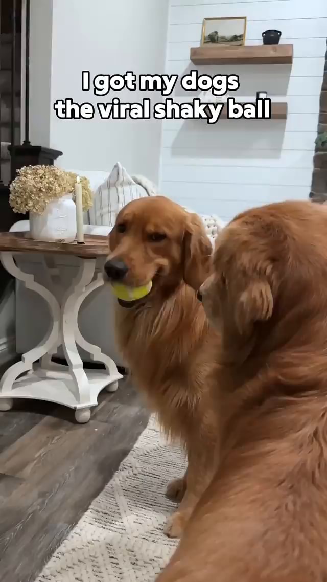 I got my dogs the viral shaky ball - iFunny