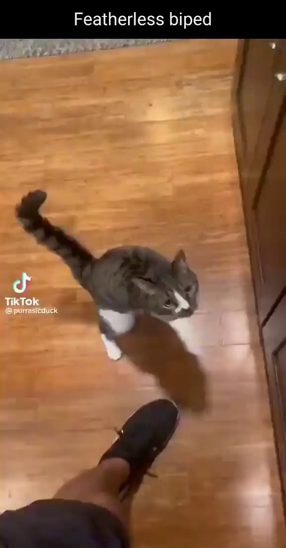 Featherless biped TikTok - iFunny