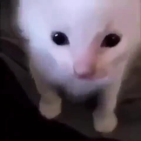 The best hi Herbert meme? - iFunny