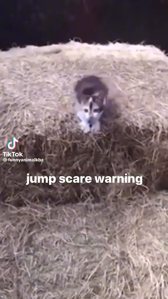 TikTok funnyanimalkbz jump Scare warning, - iFunny