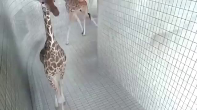 When an Imgur emerald member stops to give you an accolade. - iFunny