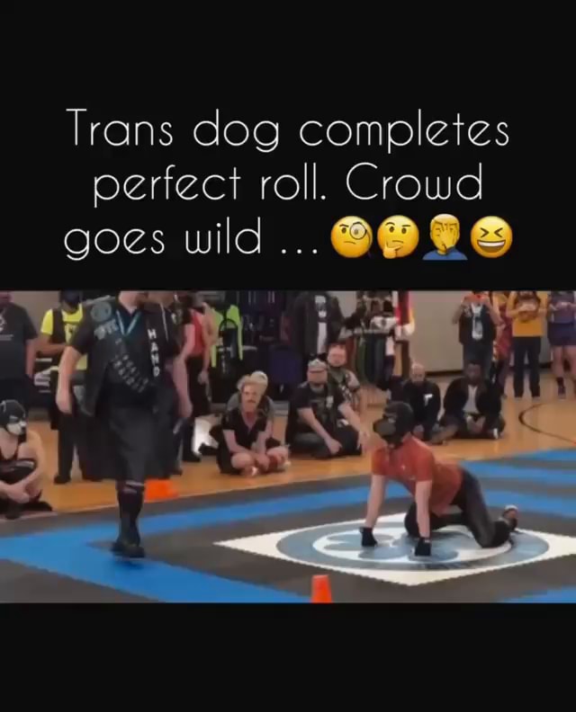 Trans dog completes perfect roll. Crowd goes wild - iFunny