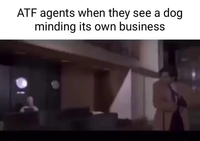 ATF agents when they see a dog minding its own business - iFunny