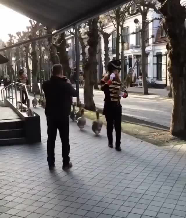 Geese Parade is the greatest parade - iFunny