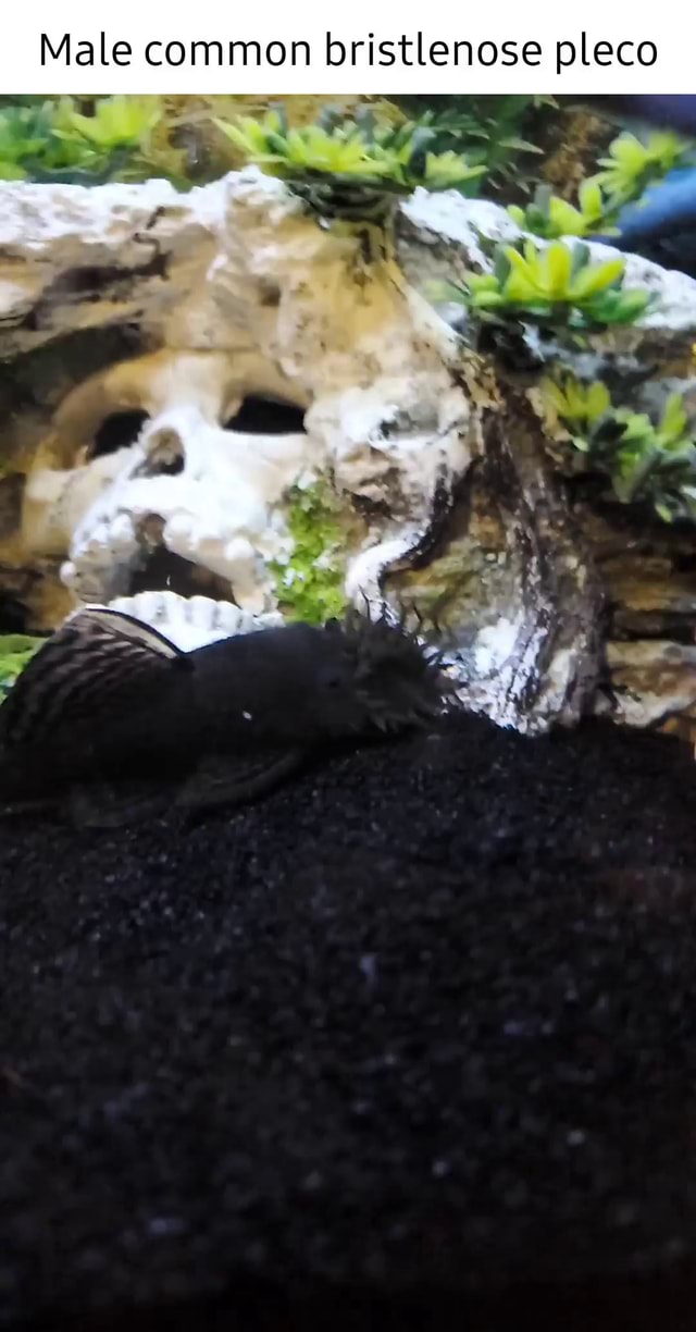 Male common bristlenose pleco ww, ~ - iFunny