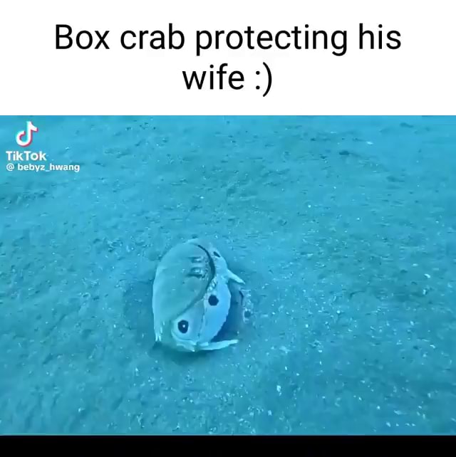 Box crab protecting his wife cf bebyz_hwang - iFunny