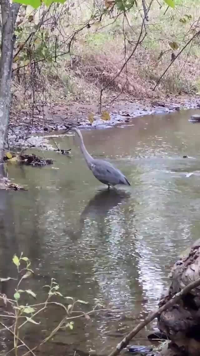 Gray Heron fishing on Bee Tree Run - iFunny