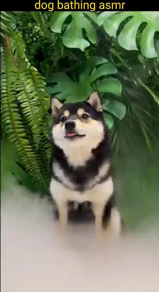 Dog bathing asmr - America’s best pics and videos