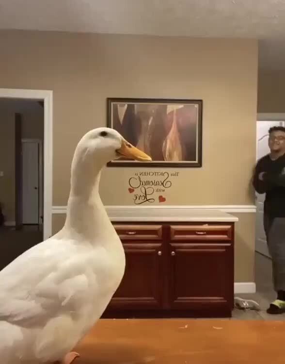 Imgur: shake your tail feathers! - iFunny
